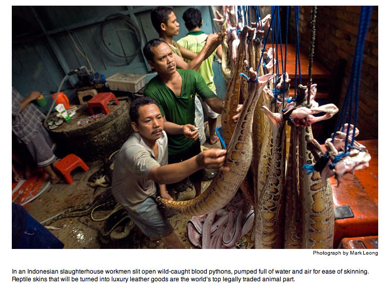 Illegal Wildlife Trade